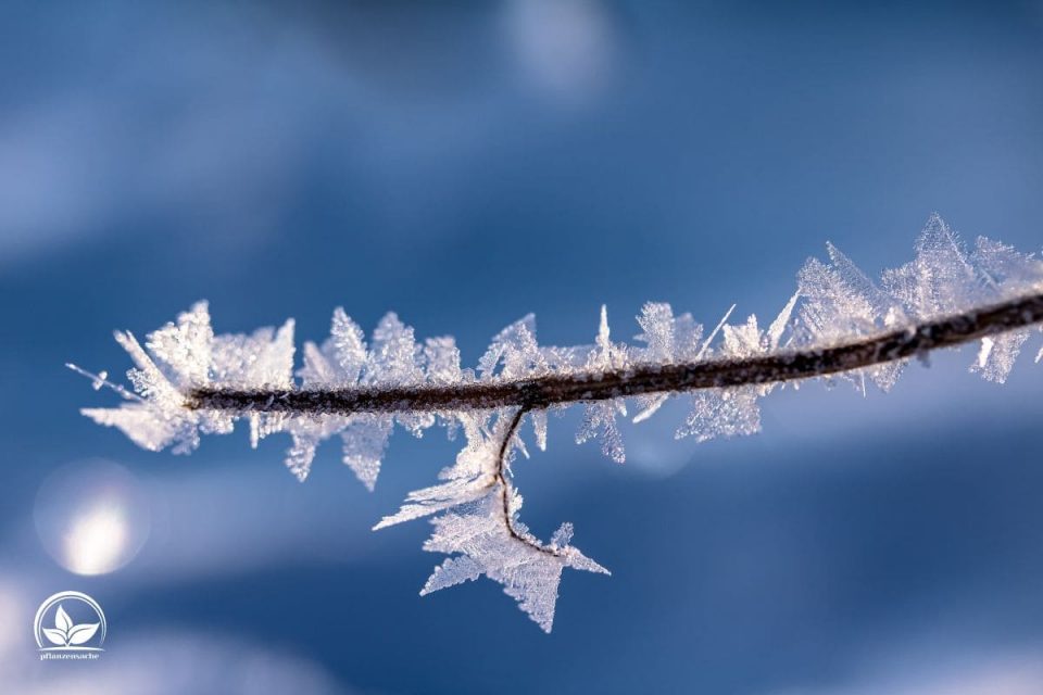 Obstbäume Vor Frost Schützen: Besten, Ältesten Und Effektivsten Methoden! Obstbäume Vor Frost Schützen: Besten, Ältesten Und Effektivsten Methoden!