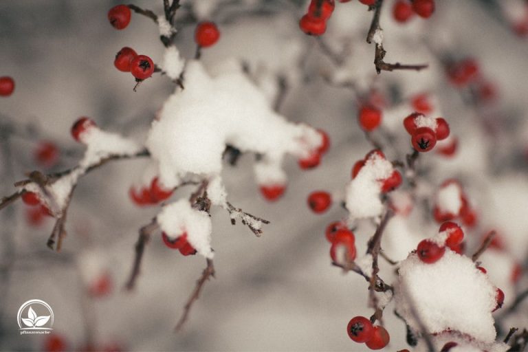 Obstbäume Vor Frost Schützen: Besten, Ältesten Und Effektivsten Methoden! Obstbäume Vor Frost Schützen: Besten, Ältesten Und Effektivsten Methoden!