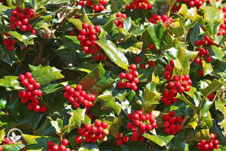 Top 9 Dornensträucher In Ihrem Garten & Ihre Merkmale