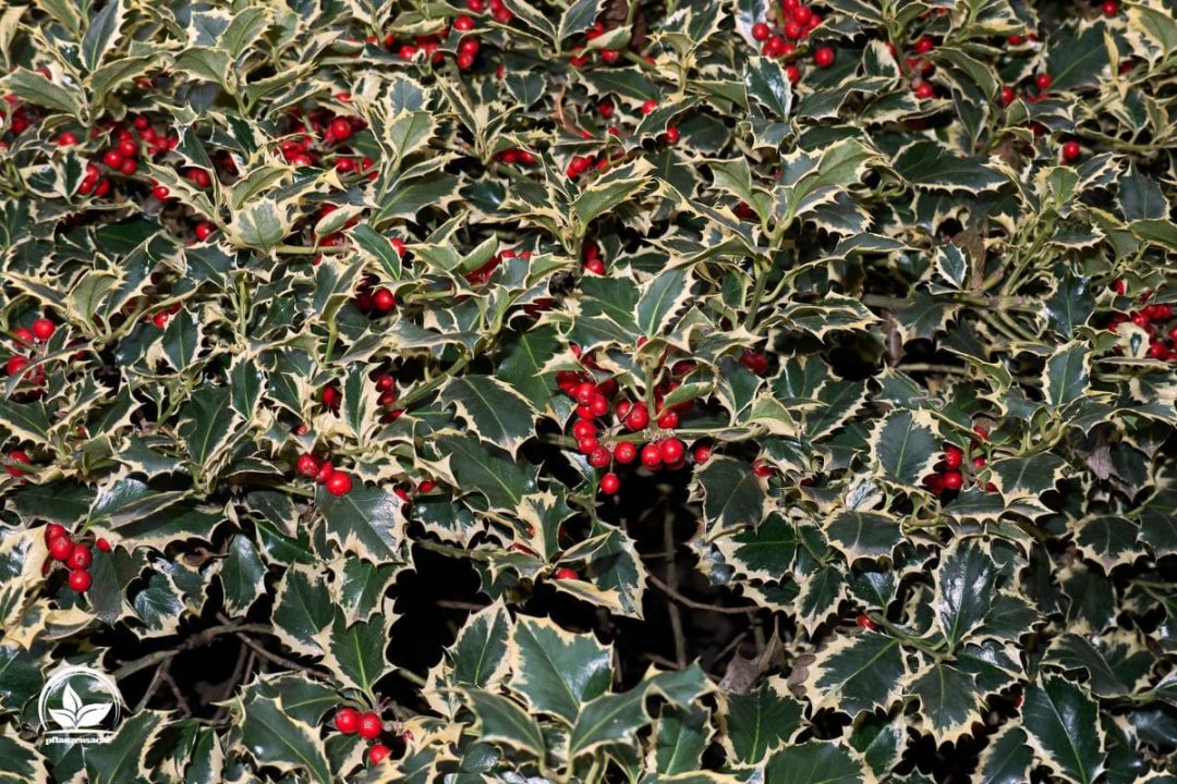 Top 9 Dornensträucher In Ihrem Garten & Ihre Merkmale