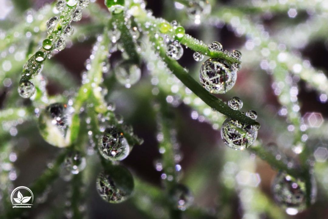Guttationstropfen: Warum Schwitzt Meine Pflanze?