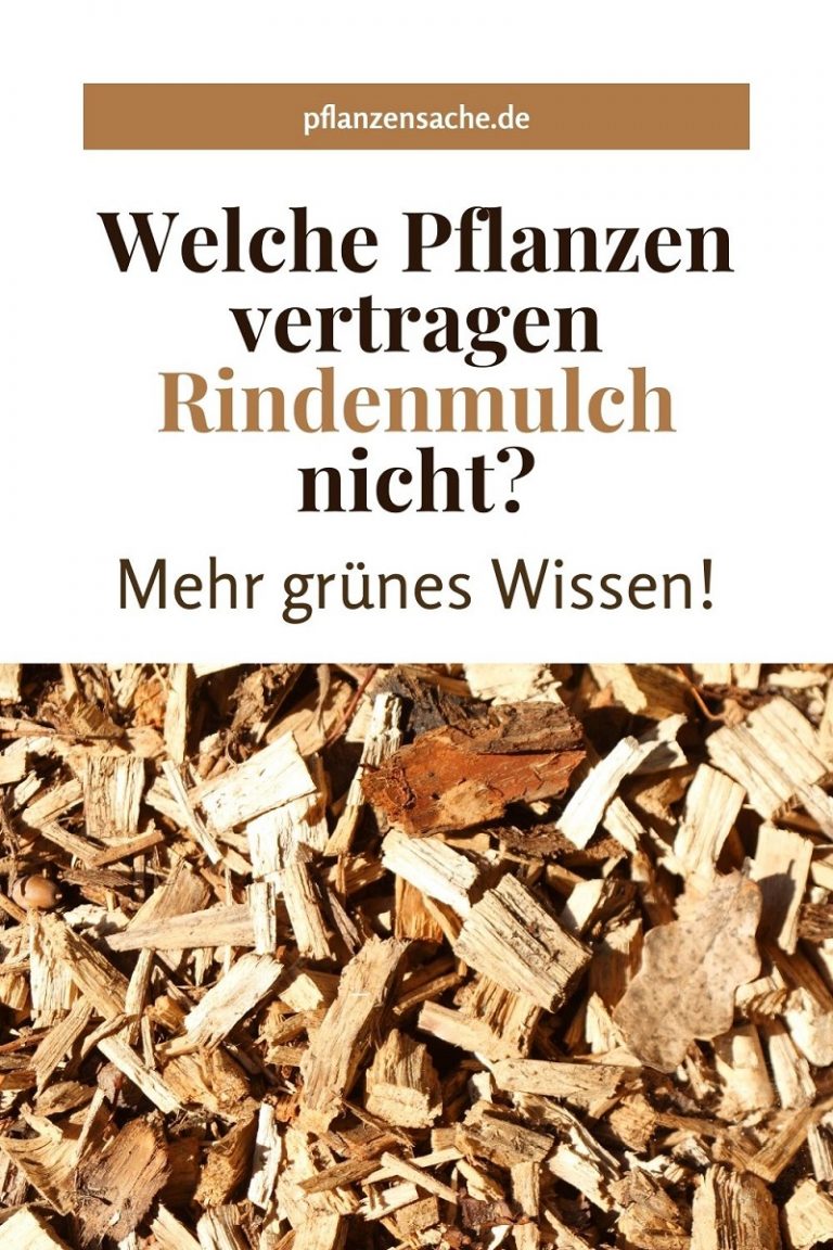 Welche Pflanzen Vertragen Keine Pinienrinde