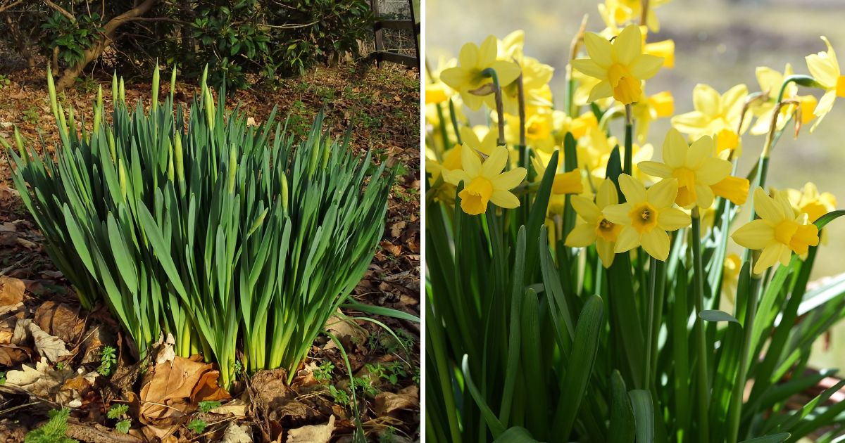 9 Dinge, die jeder Gärtner über Narzissen wissen sollte