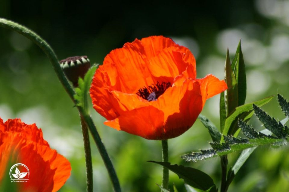 Mohnblume Bedeutung Und Symbolik Einer Zeitlosen Schönheit