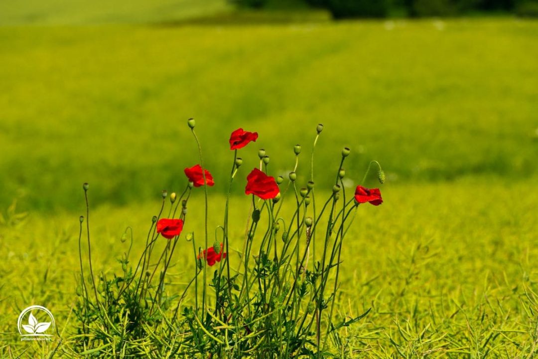 Mohnblume Bedeutung Und Symbolik Einer Zeitlosen Schönheit
