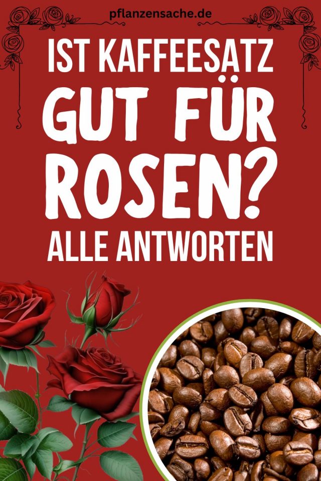 Fabelhafte Ist Kaffeesatz Gut Fr Heidelbeeren Bild