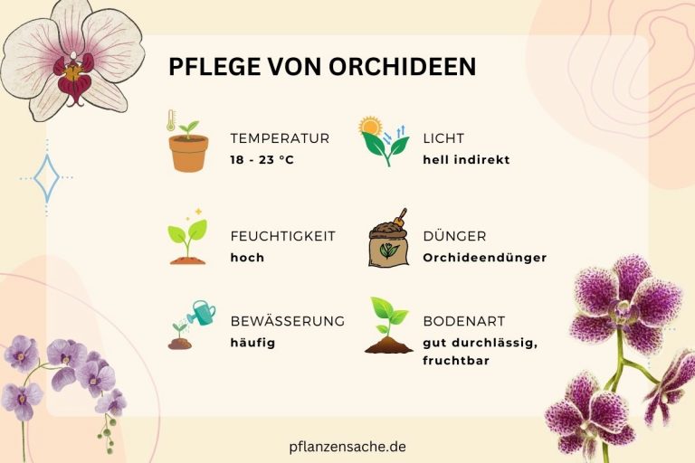 Orchideen-Pflege Für Anfänger Im Detail (Einfach Zu Befolgen)