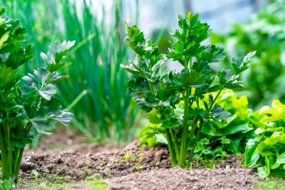Die Besten Begleitpflanzen Für Sellerie In Ihrem Garten!