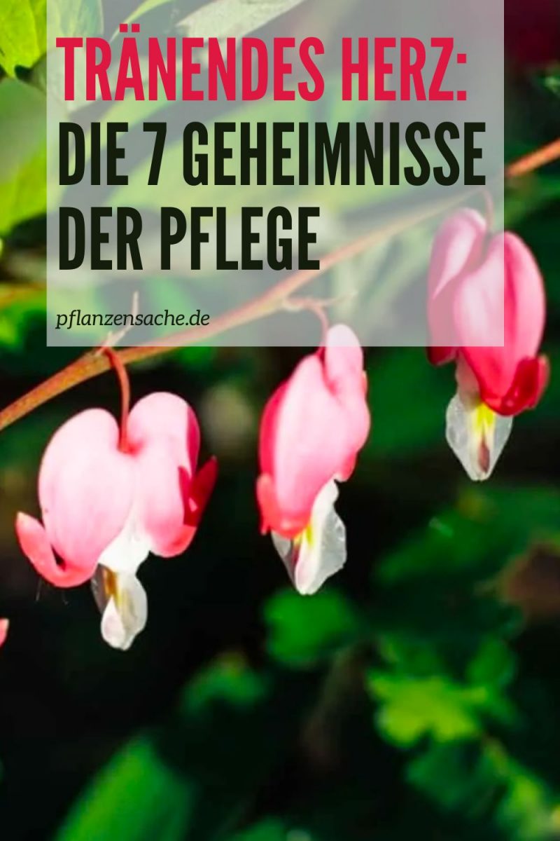 Tranendes Herz Kombinieren