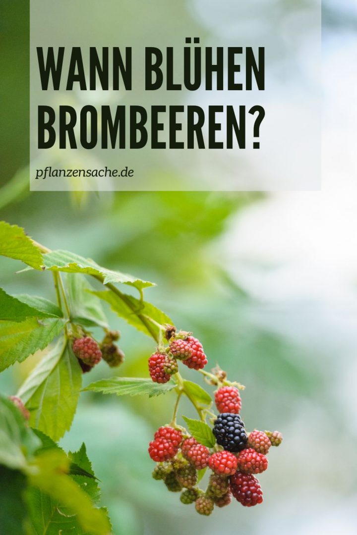 Wann Blühen Brombeeren?