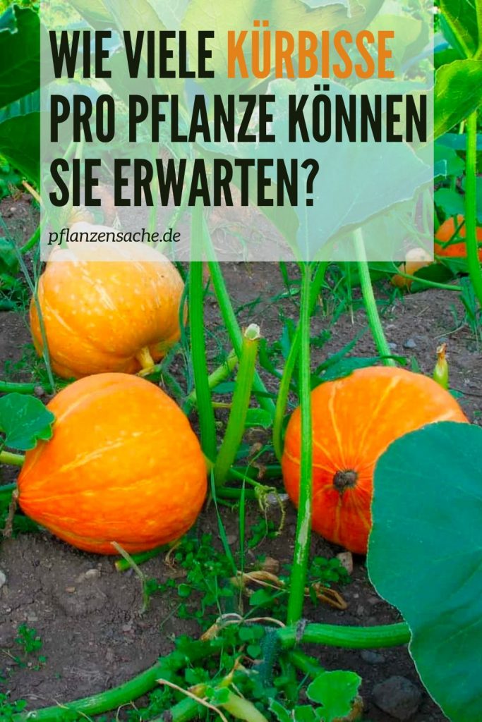Kurbisse Pflanzen Abstand