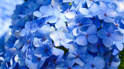 26 Der Schönsten Blauen Blumen Für Ihre Landschaft