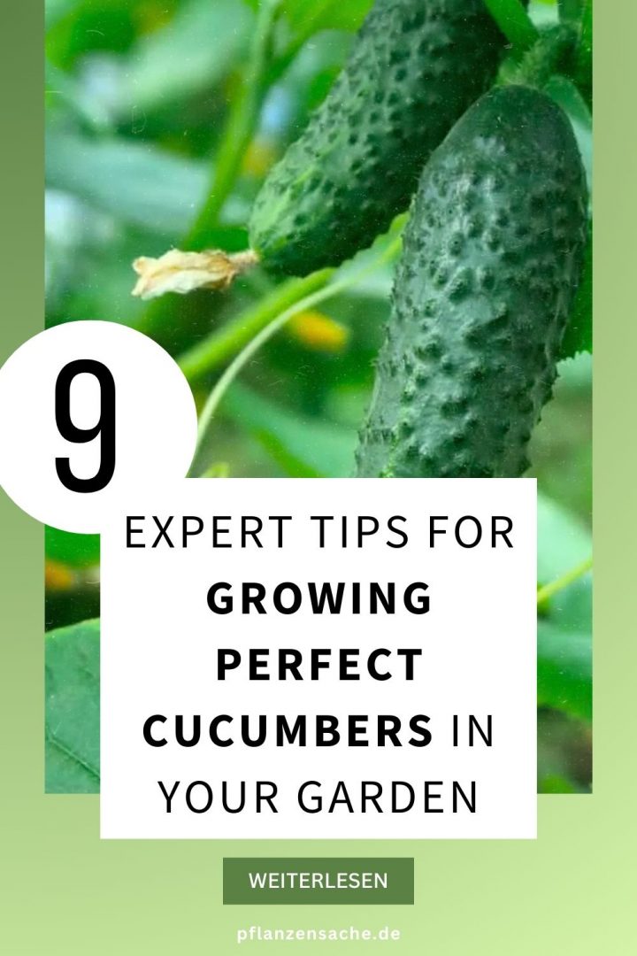 9 Expertentipps Für Den Anbau Perfekter Gurken In Ihrem Garten