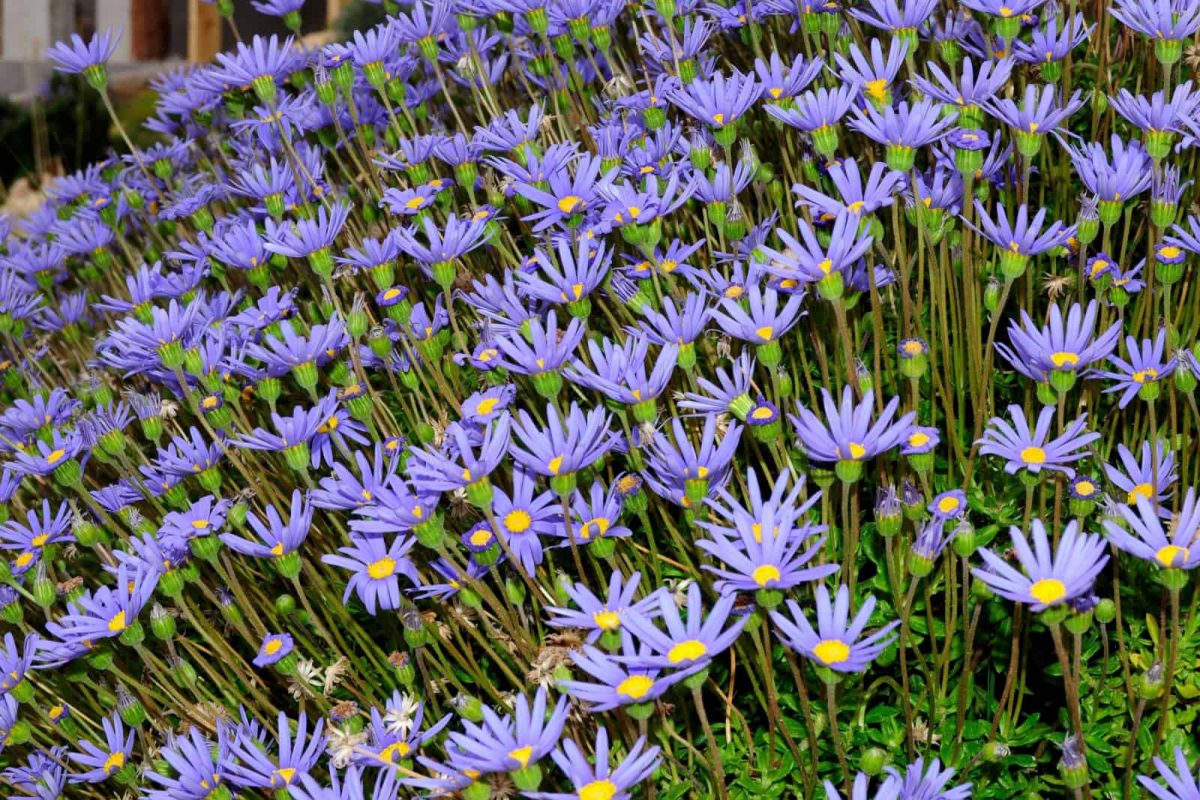 Blaues Gänseblümchen Standort