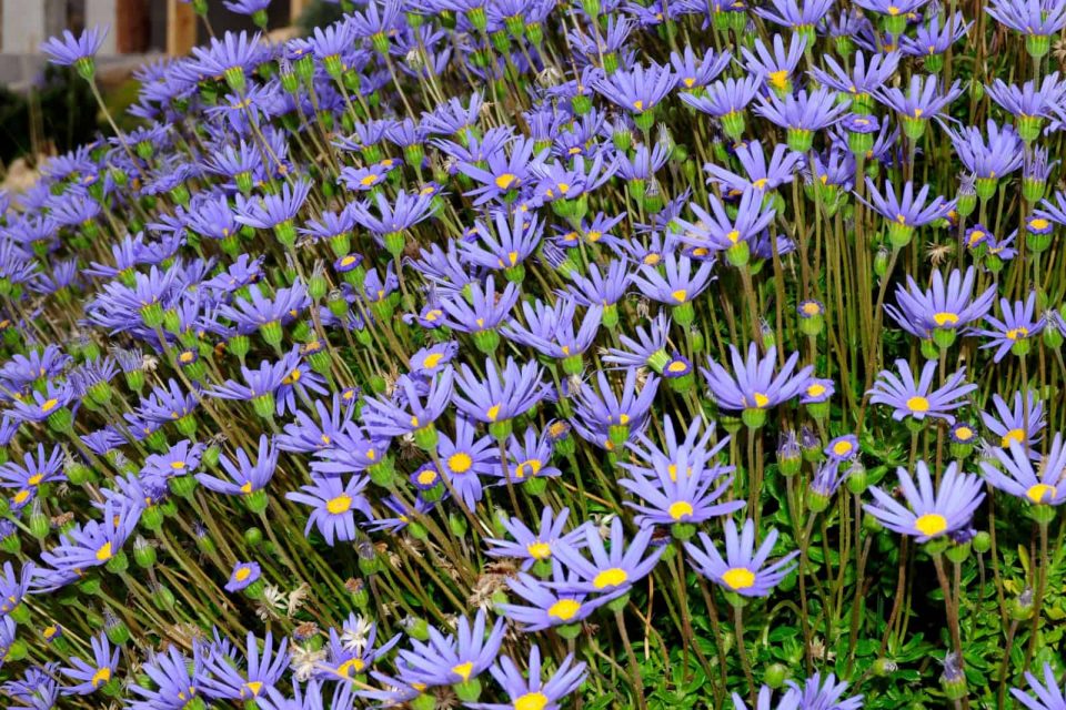 26 Der Schönsten Blauen Blumen Für Ihre Landschaft