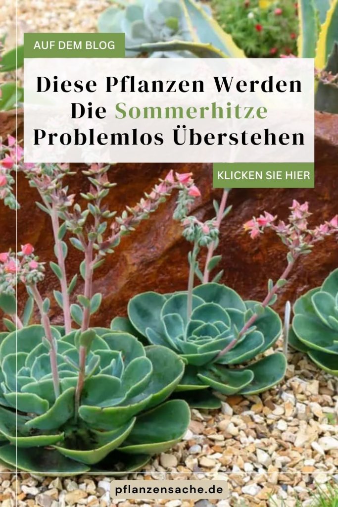 Pflanze Grner Hummeltod