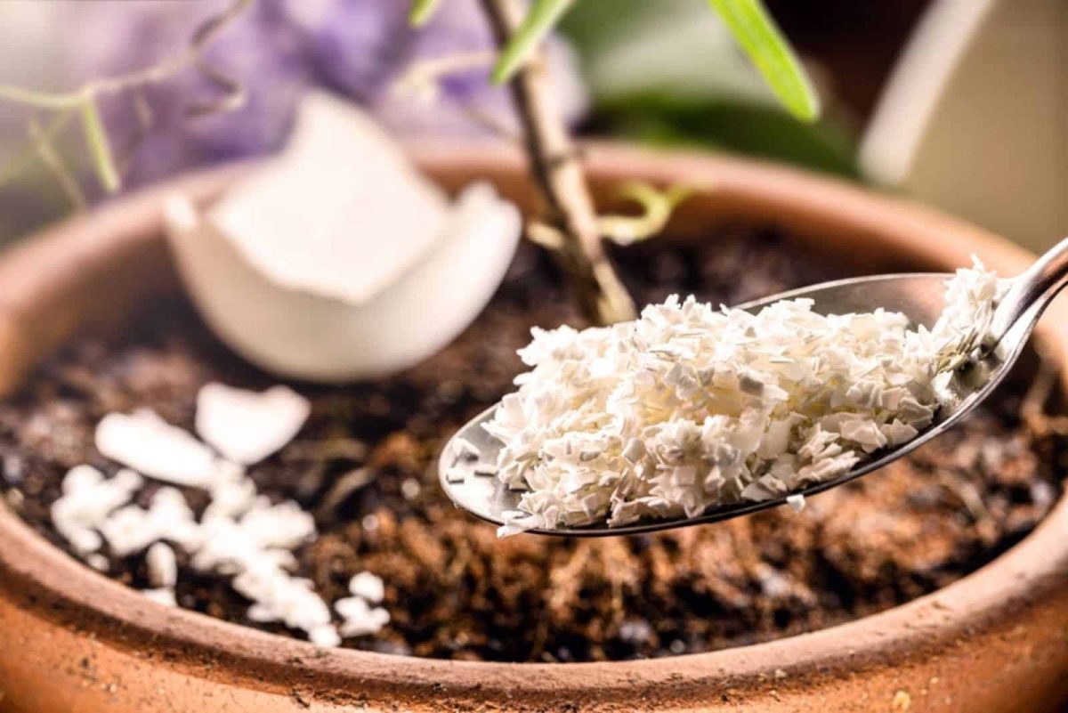 15 Möglichkeiten, Eierschalen Zu Verwenden, Anstatt Sie Wegzuwerfen