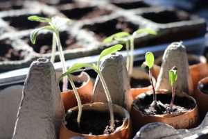 15 Möglichkeiten, Eierschalen Zu Verwenden, Anstatt Sie Wegzuwerfen