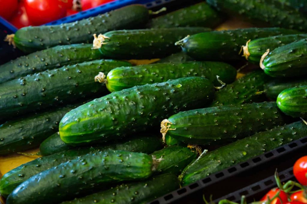 9 Expertentipps Für Den Anbau Perfekter Gurken In Ihrem Garten
