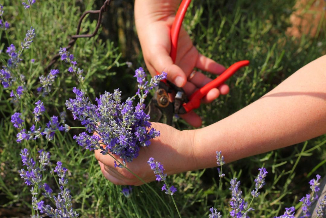 Lavendel Wann Ernten
