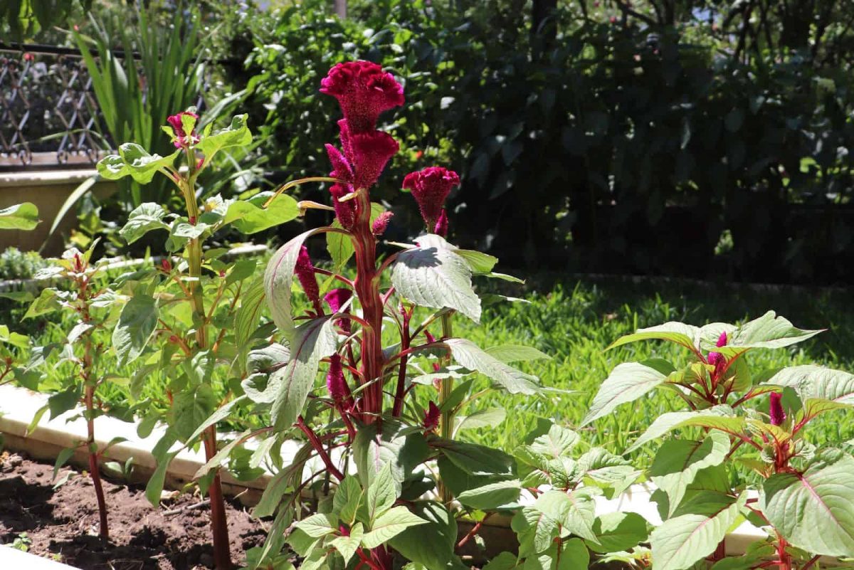 19 Absolut Atemberaubende Lila Zimmerpflanzen Für Ihr Zuhause