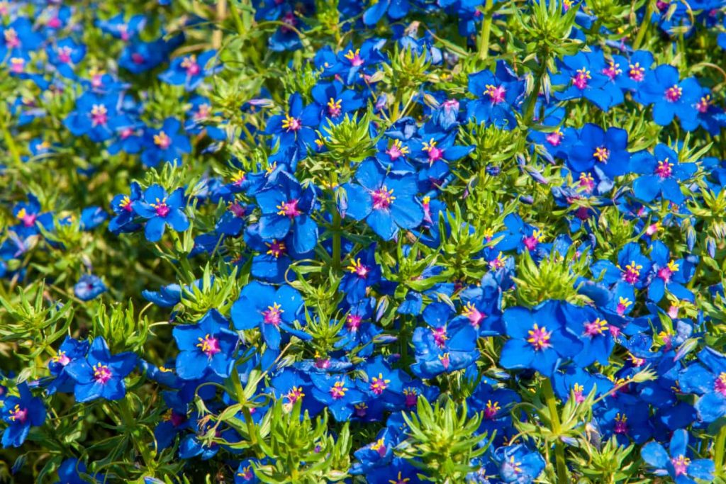26 Der Schönsten Blauen Blumen Für Ihre Landschaft