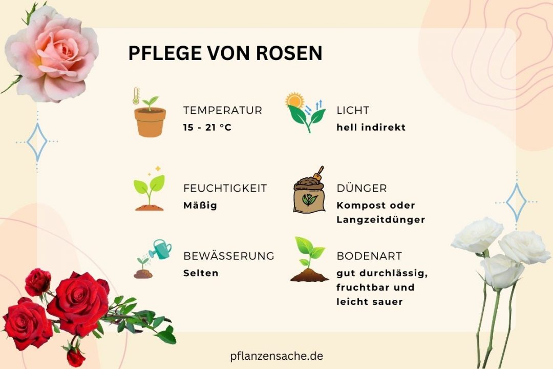Wie Viel Kosten Rosen