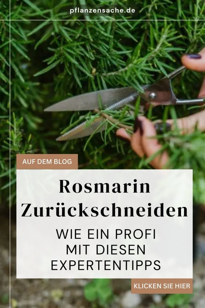 Luxus Rosmarin Komplett Zuruckschneiden Fotos