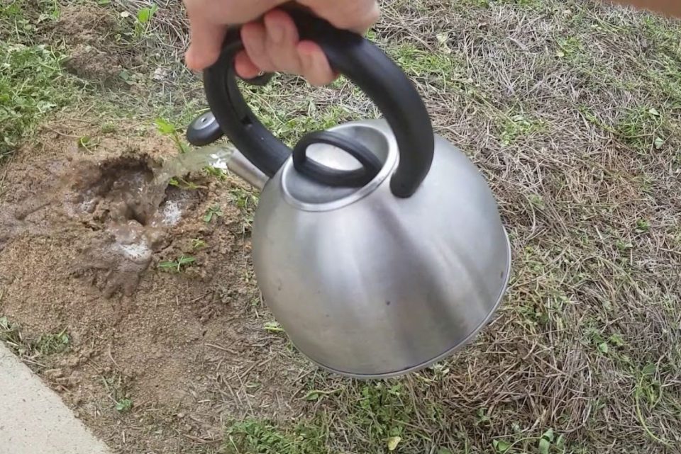 Kochendes Wasser Gegen Unkraut