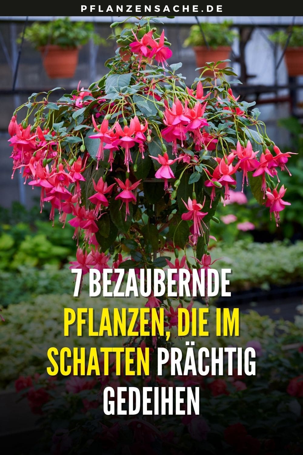 Pflanzen Fur Schatten Und Trockenheit