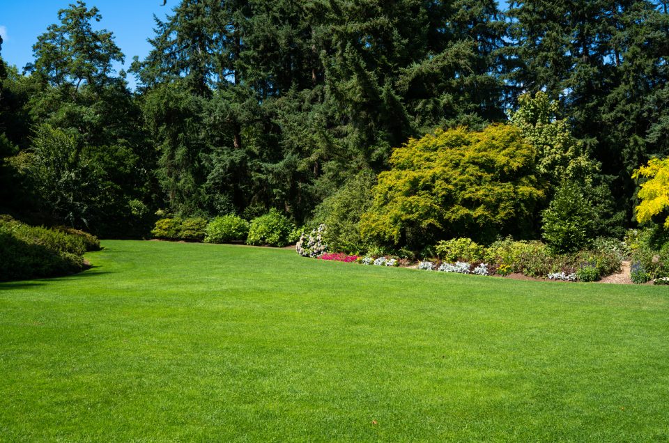 Die 7 Besten Grasarten Für Ihren Garten