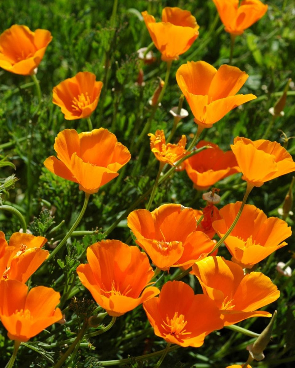Kalifornischer Mohn Erfahrungen