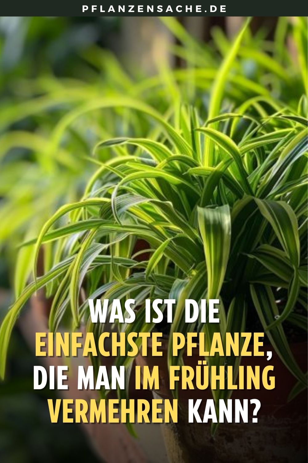 Was ist die einfachste Pflanze, die man im Frühling vermehren kann?