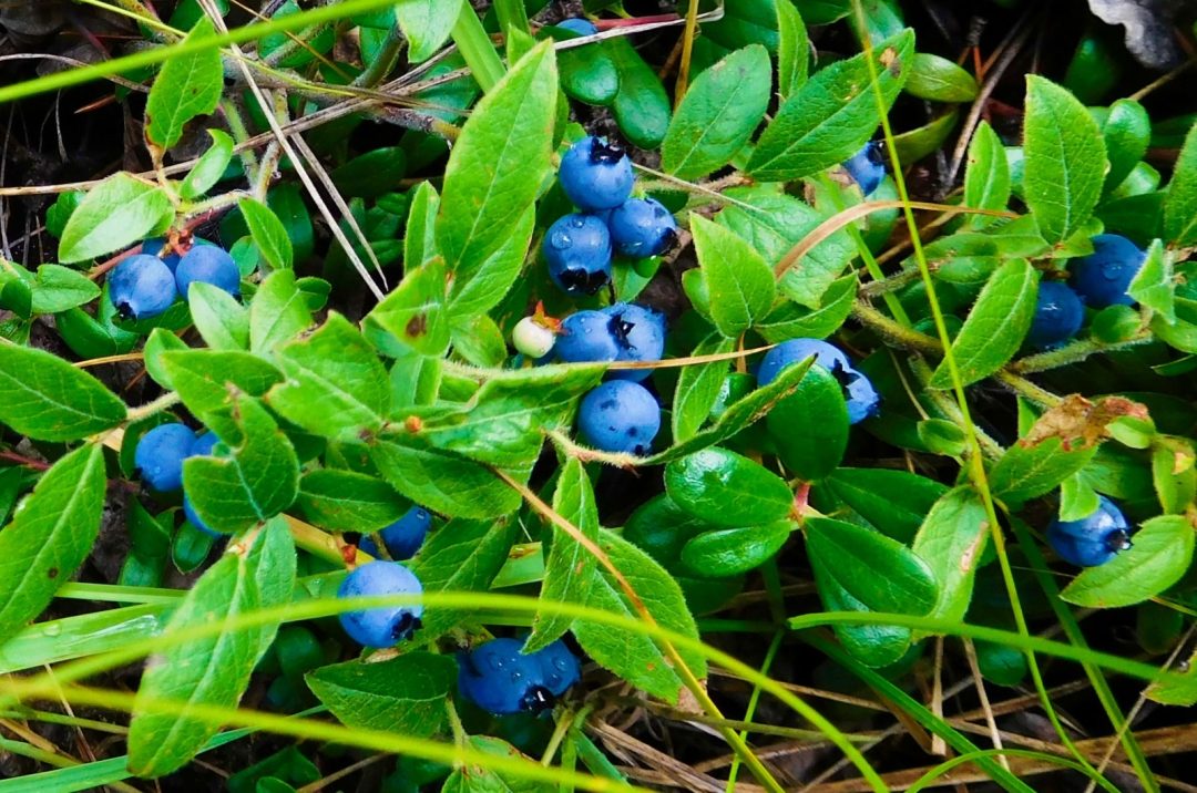 Blaubeeren Braune Blatter