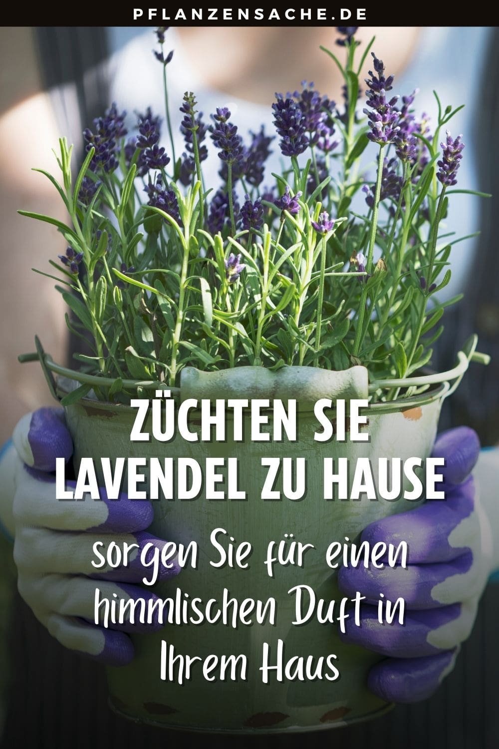 Lavendel Zu Hause