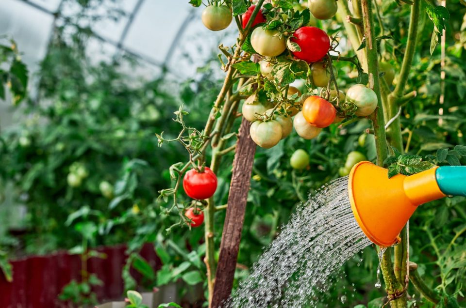 Die 9 besten Methoden, um Tomaten im Garten schneller reifen zu lassen