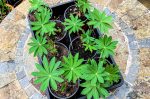 So wachsen Lupinen und erhalten ein blühendes Blumenparadies