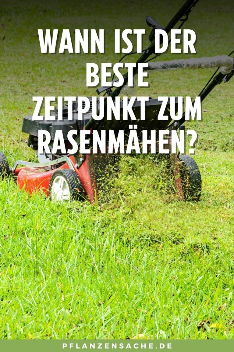 Rasen Mahen Nach Regen Wann Ist Der Beste Zeitpunkt Der Ultimative Guidefeed
