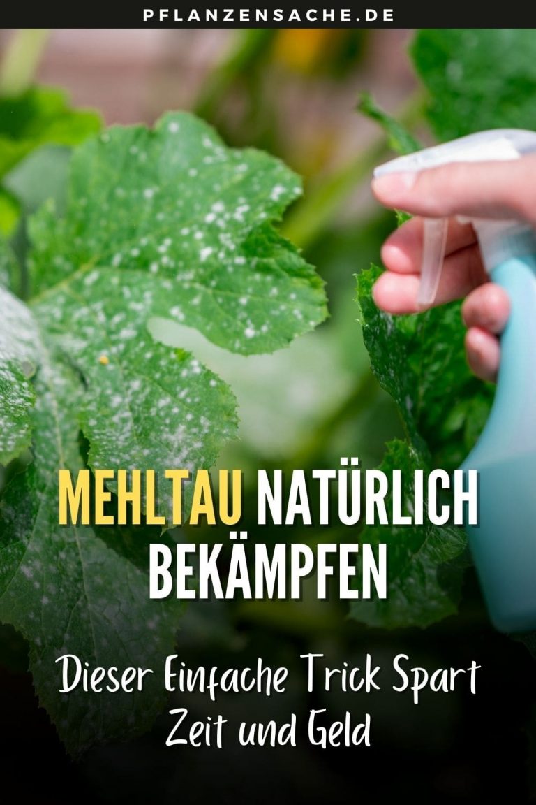 Mehltau Natürlich Bekämpfen: Dieser Einfache Trick Spart Zeit und Geld Mehltau Natürlich Bekämpfen: Dieser Einfache Trick Spart Zeit und Geld