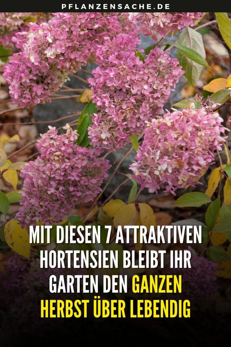 Hortensien Pflanzen Herbst