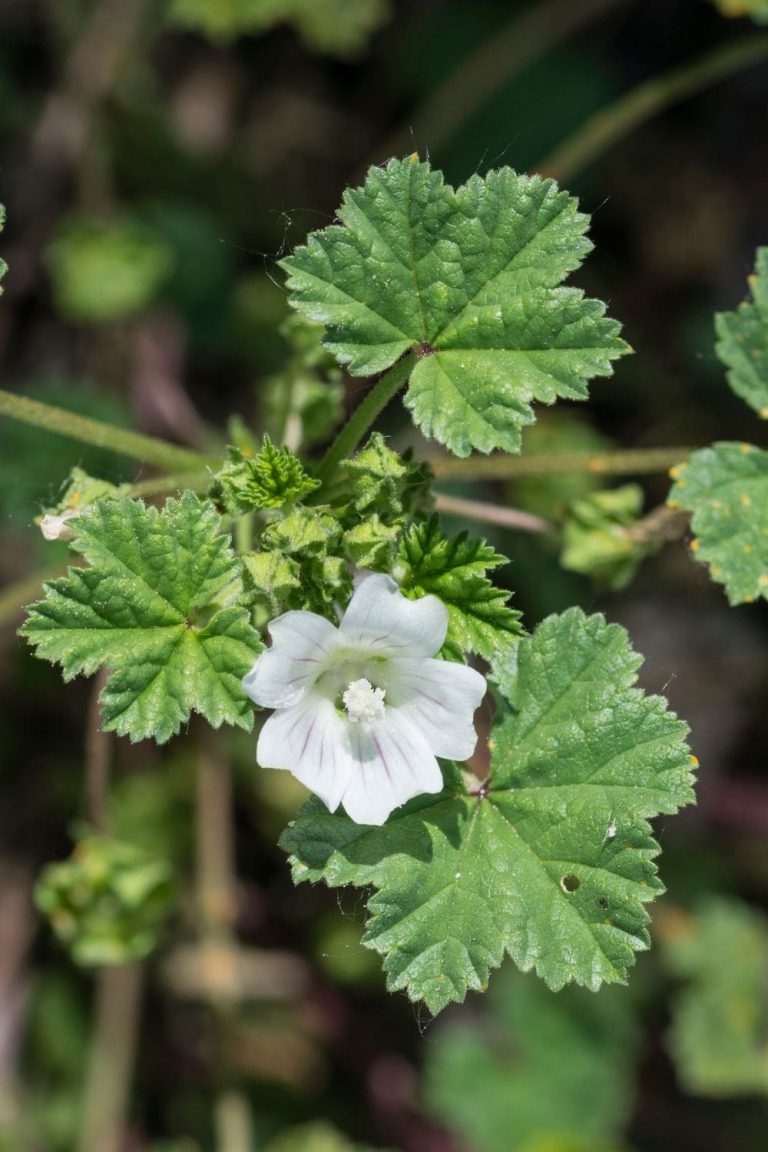 Malva Neglecta und Malva Sylvestris in traditionellen und modernen Wellness-Praktiken