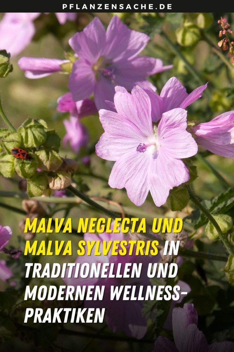 Malva Neglecta und Malva Sylvestris in traditionellen und modernen ...