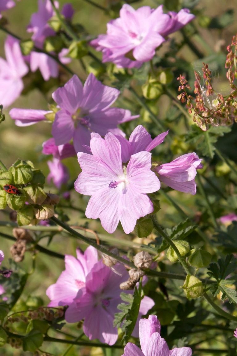 Malva Neglecta und Malva Sylvestris in traditionellen und modernen Wellness-Praktiken