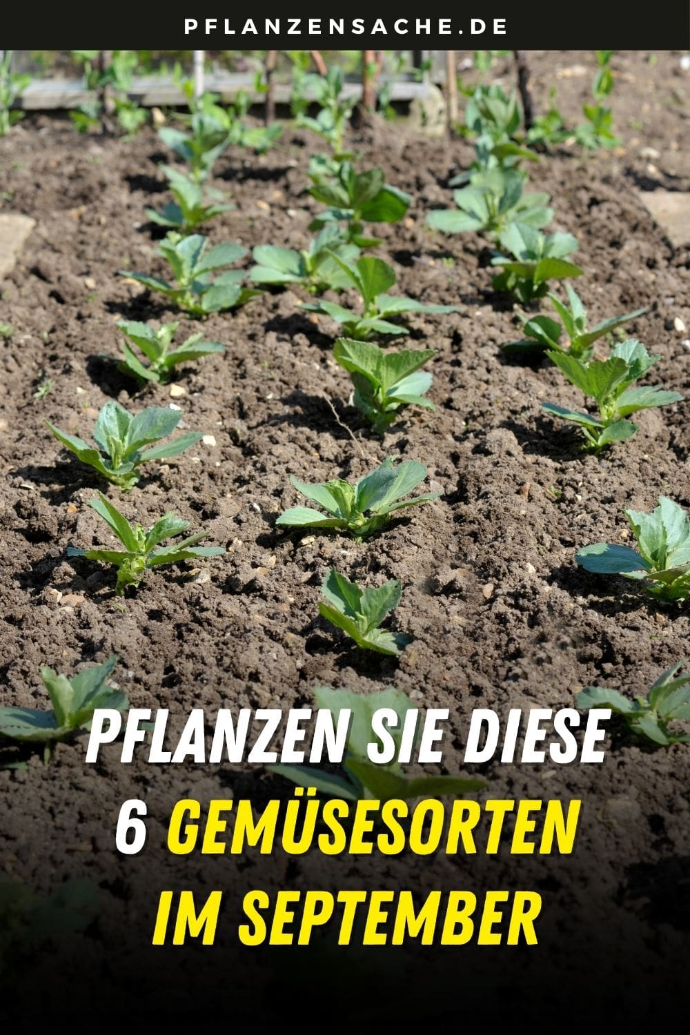 Pflanzen Sie diese 6 Gemüsesorten im September, um nächste Saison einen ...