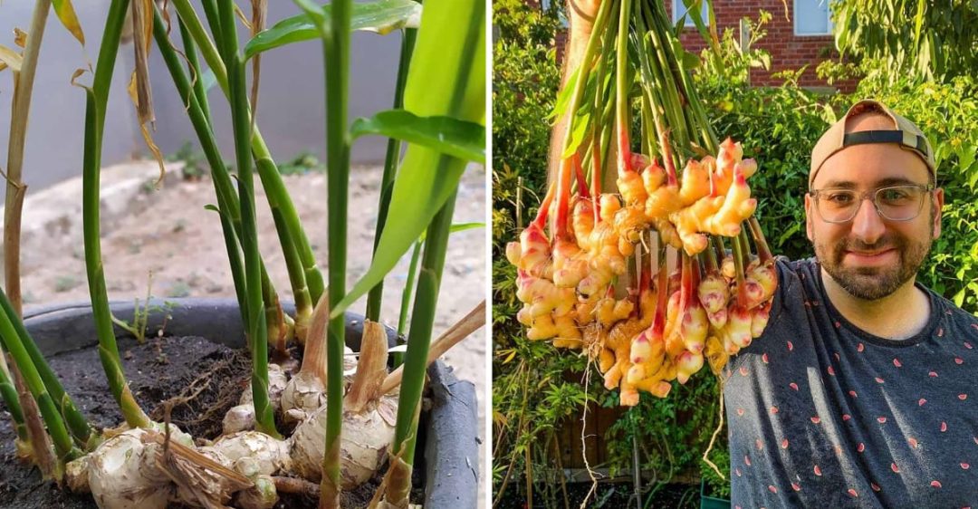 Essbare Gartenbau - Pflanzensache